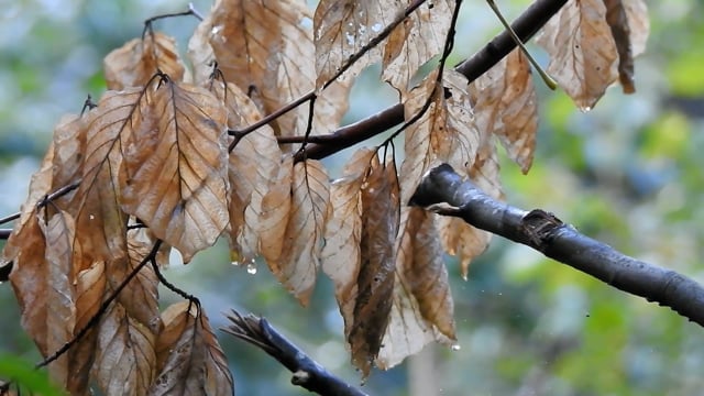 Leaves, Foliage, Withered. Free Stock Video - Pixabay