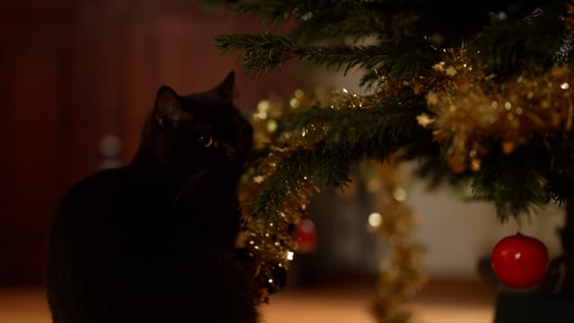 Christmas Time Advent Cat British - Free video on Pixabay