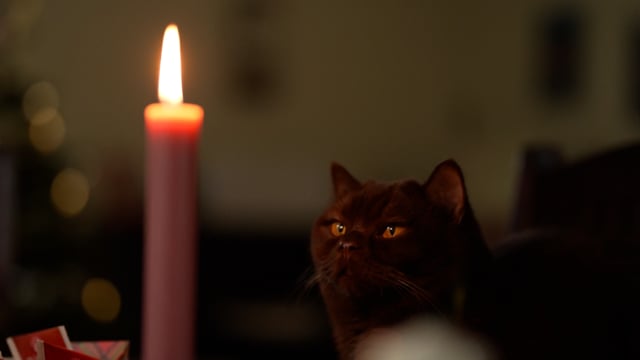 Advent Christmas Time Cat British - Free video on Pixabay