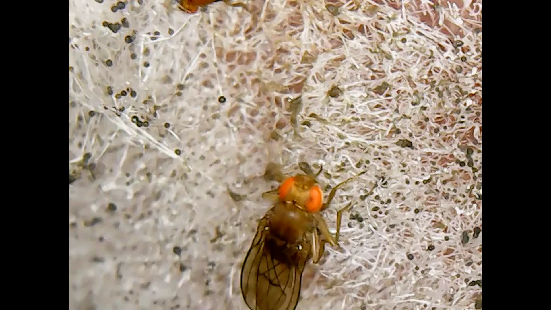FLIES on Vimeo