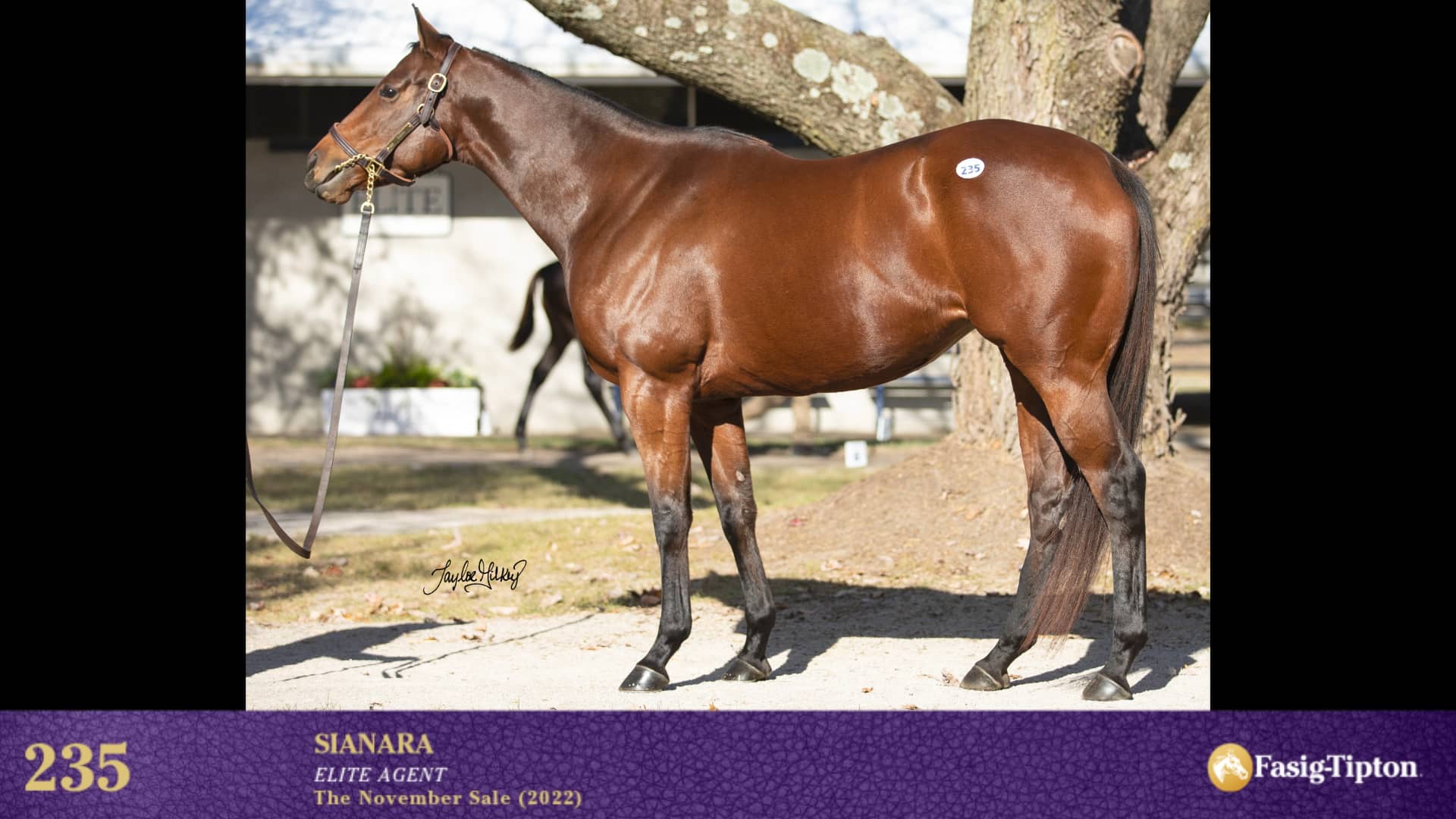 FTKNOV22 235 Sianara on Vimeo