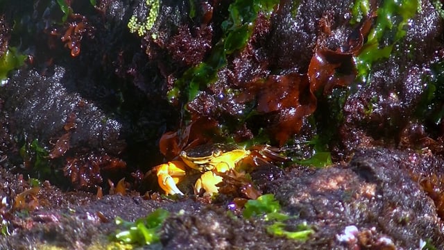 Red Crab Ocean Crustacean - Free video on Pixabay
