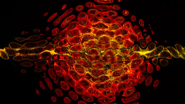 Particle Effect Videos: Download 181+ Free 4K & HD Stock Footage Clips ...