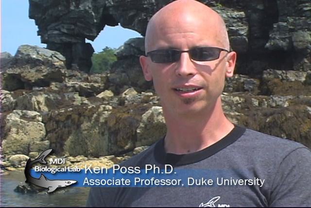 Dr. Ken Poss discusses how zebrafish are playing an important role in ...