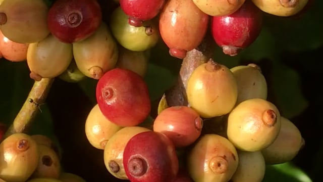 Coffee Berries Close Up Background - Free video on Pixabay