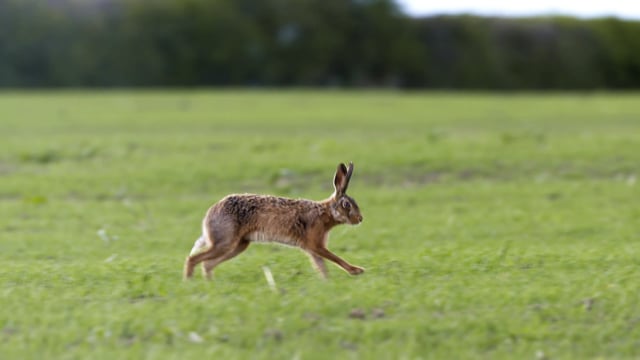 Rabbit, Hare, Field. Free Stock Video - Pixabay