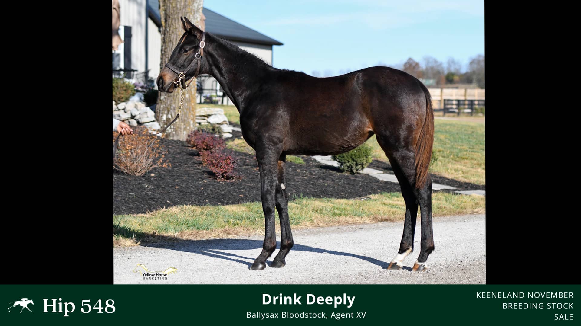 2022 Keeneland November Breeding Stock Sale: Hip #548 Drink Deeply ...