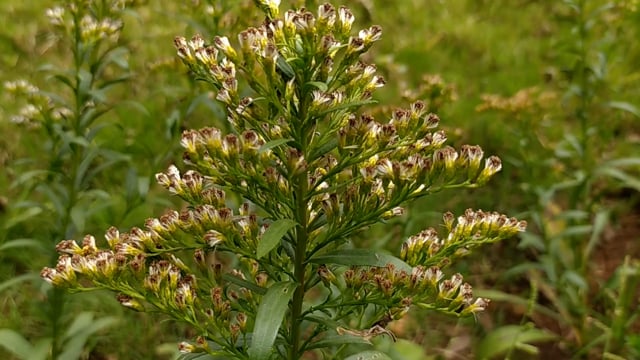 Spring Roses Geometry Free Stock Video - Pixabay