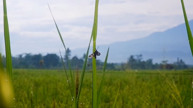 Rice Tree Videos: Download 15+ Free 4K & HD Stock Footage Clips - Pixabay