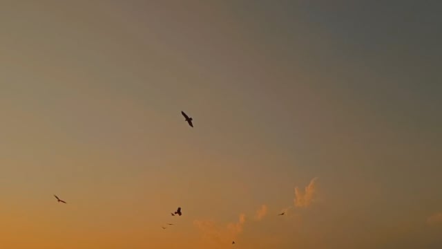 Evening Sky Birds Flying - Free video on Pixabay