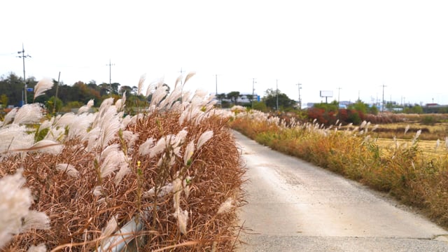 Silver Grass, Riverside, Reed. Free Stock Video - Pixabay
