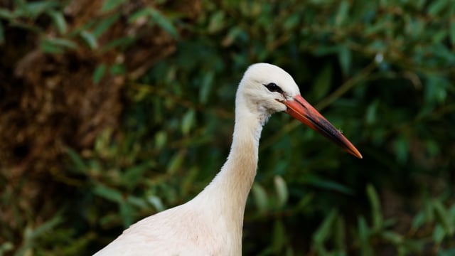 Bird Stork Head - Free video on Pixabay