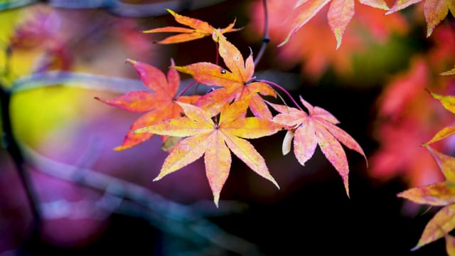 Automne Feuilles D'Automne Paysage - Free video on Pixabay - Pixabay