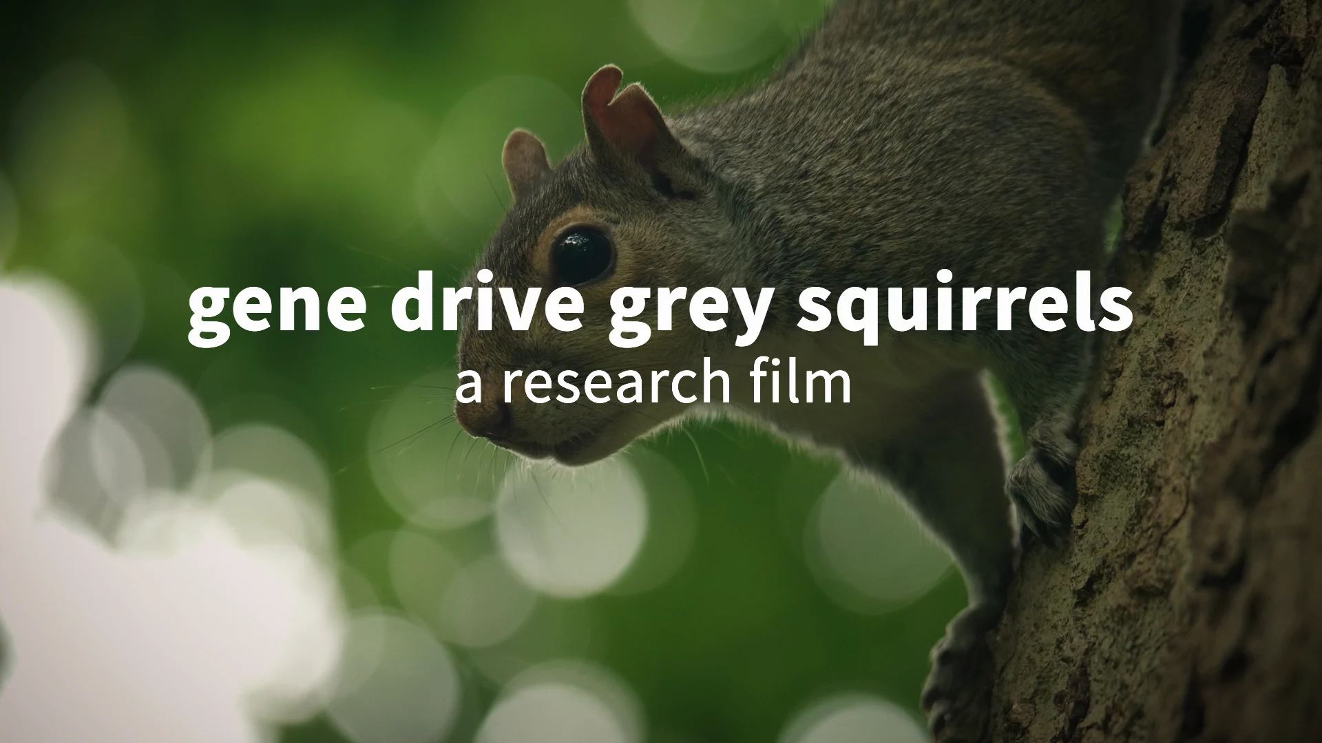 Gene drive grey squirrels - a research film on Vimeo
