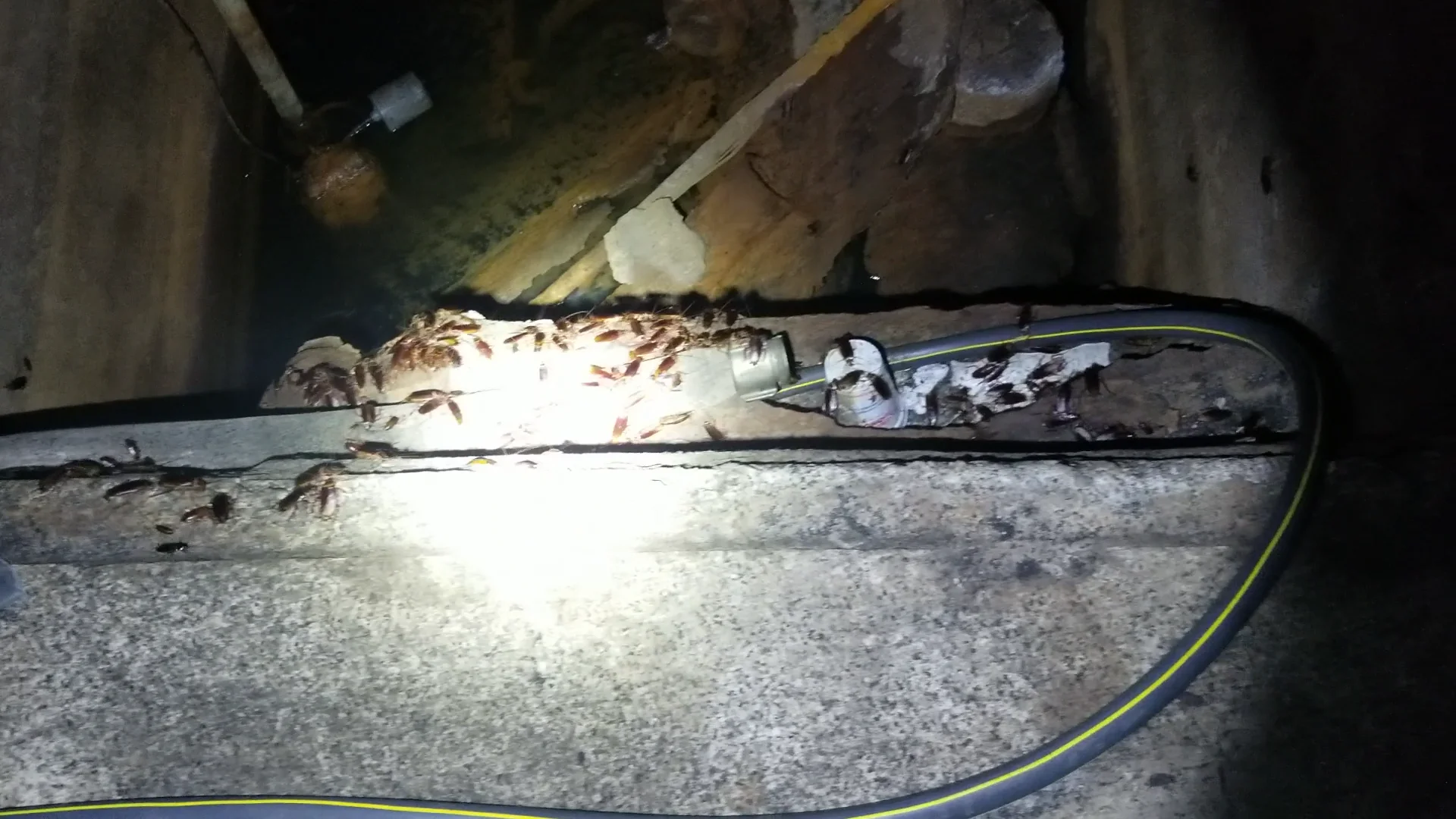 American-Cockroach-Infestation-Biggins-Exterminating.mp4 on Vimeo