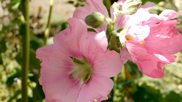 Pink, Hollyhocks, Flower. Free Stock Video - Pixabay