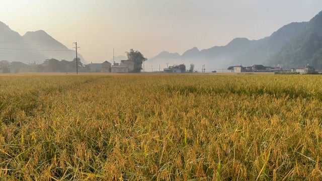 Paddy Videos: Download 37+ Free 4K & HD Stock Footage Clips - Pixabay