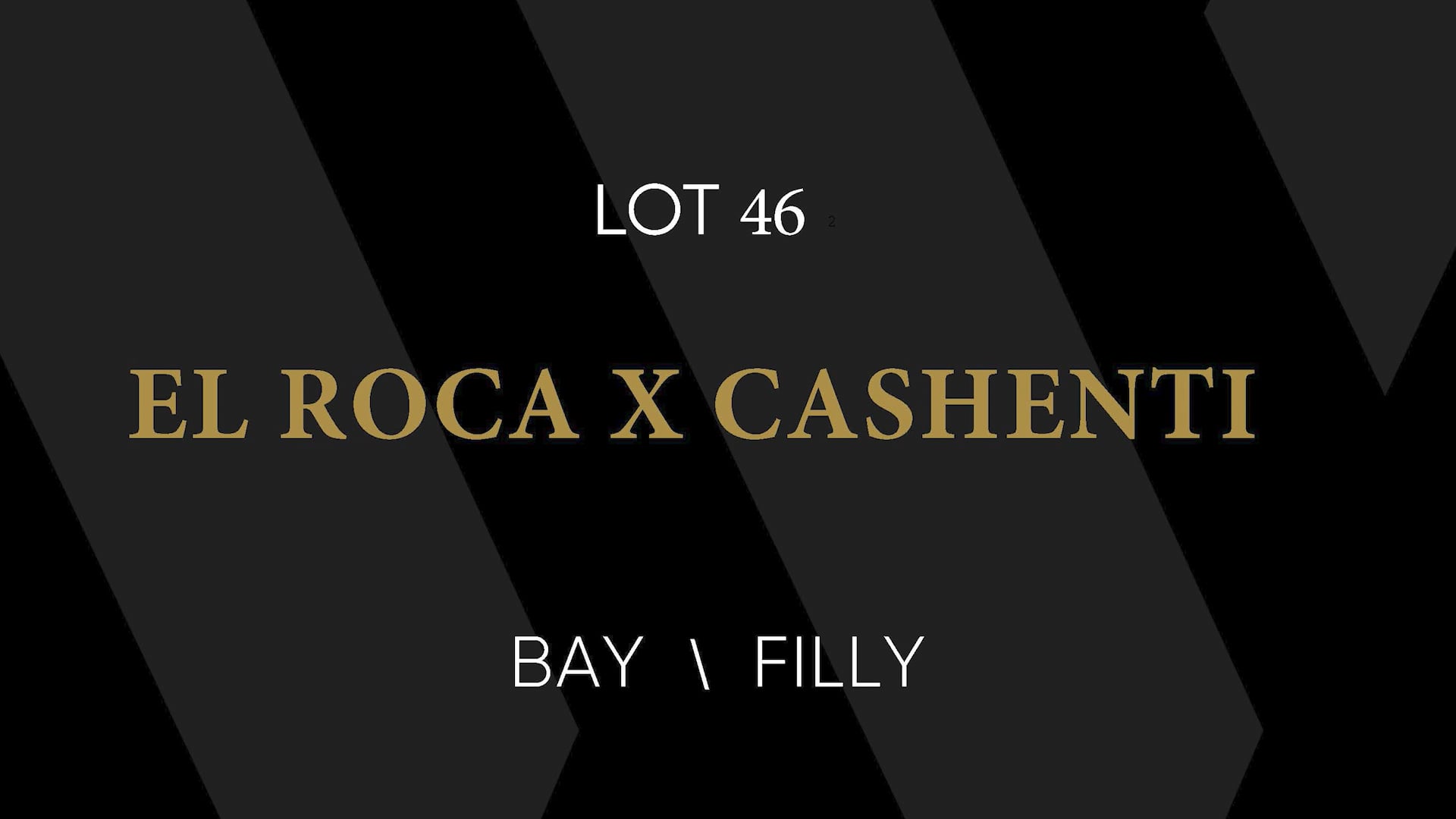 Lot 46 El Roca x Cashenti, filly on Vimeo