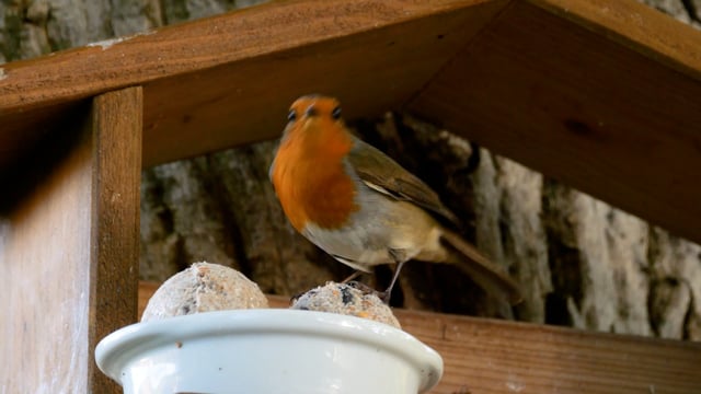 Robin Bird Manger - Free video on Pixabay