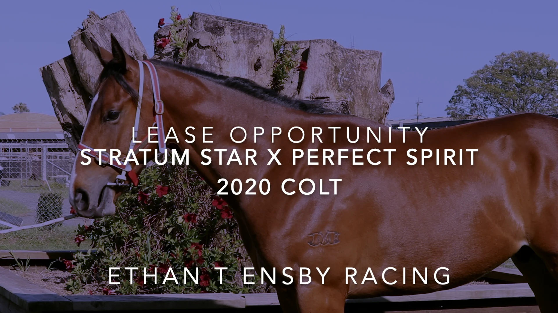 Stratum Star x Perfect Spirit Colt 2020.mov on Vimeo
