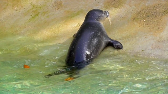 Foca Mamífero Niño - Free video on Pixabay