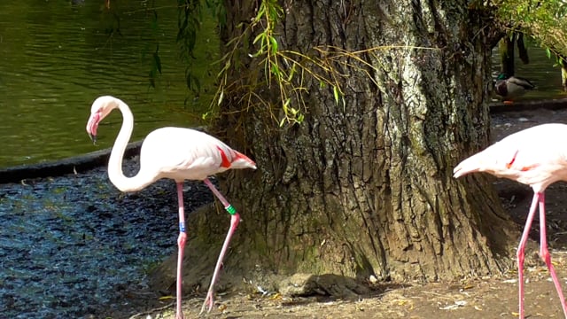 40+ Free Flamingos & Flamingo Videos, HD & 4K Clips - Pixabay
