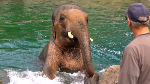 Elephant, Water, Zookeeper. Free Stock Video - Pixabay
