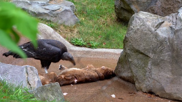 Condors, Birds, Eating. Free Stock Video - Pixabay