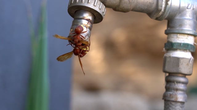 Wasps Hornets Tap - Free video on Pixabay