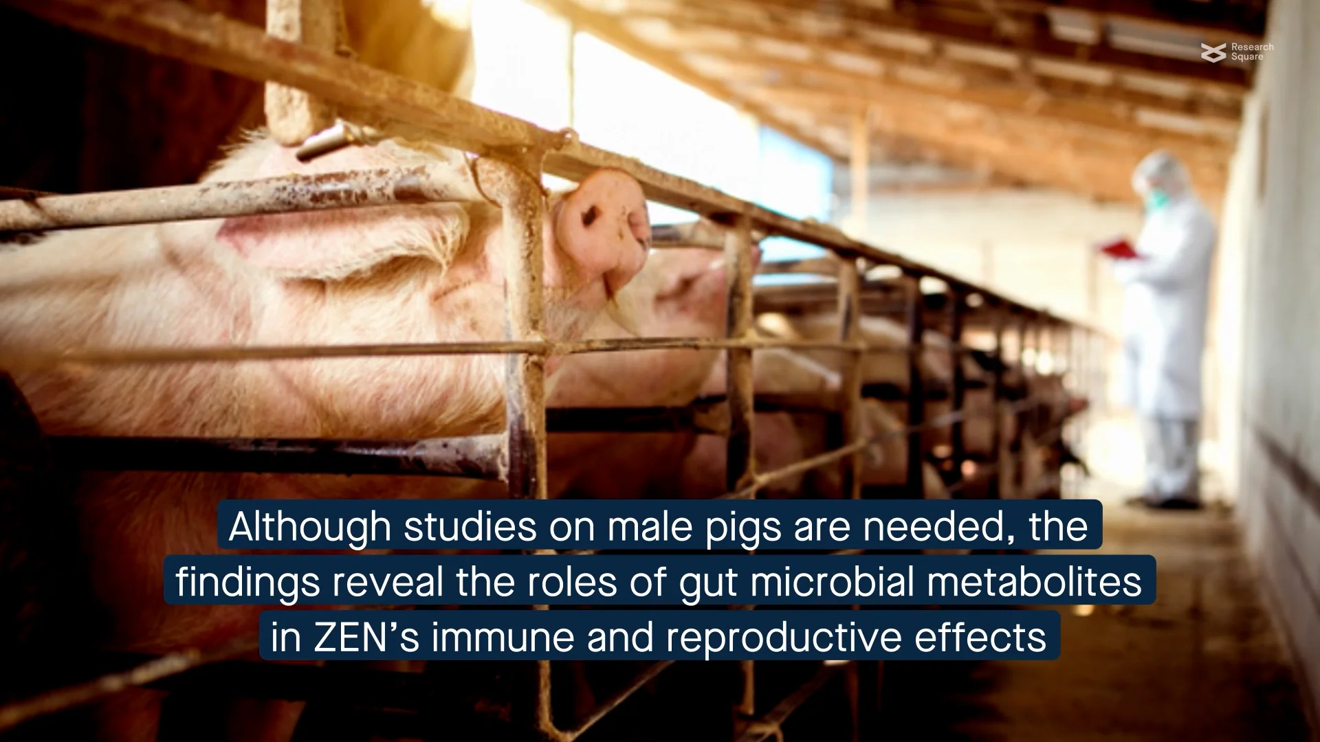 A fungal toxin disrupts the pig reproductive-immune axis by altering ...