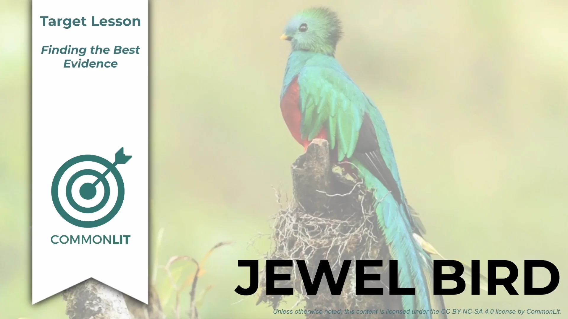 Target Lesson: Jewel Bird on Vimeo