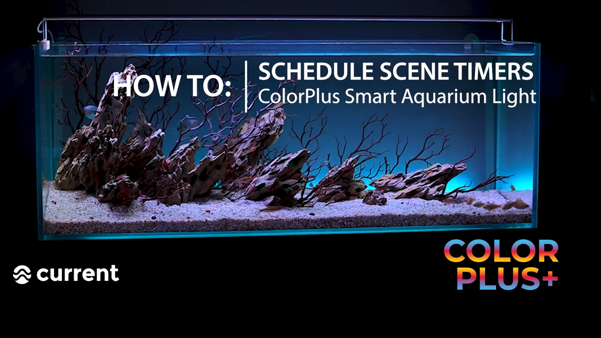 ColorPlus LED: Schedule Scenes