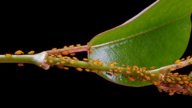 Lice Louse Population Birth - Free video on Pixabay