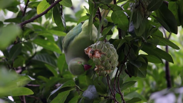 Bird Parrot Macaw - Free video on Pixabay