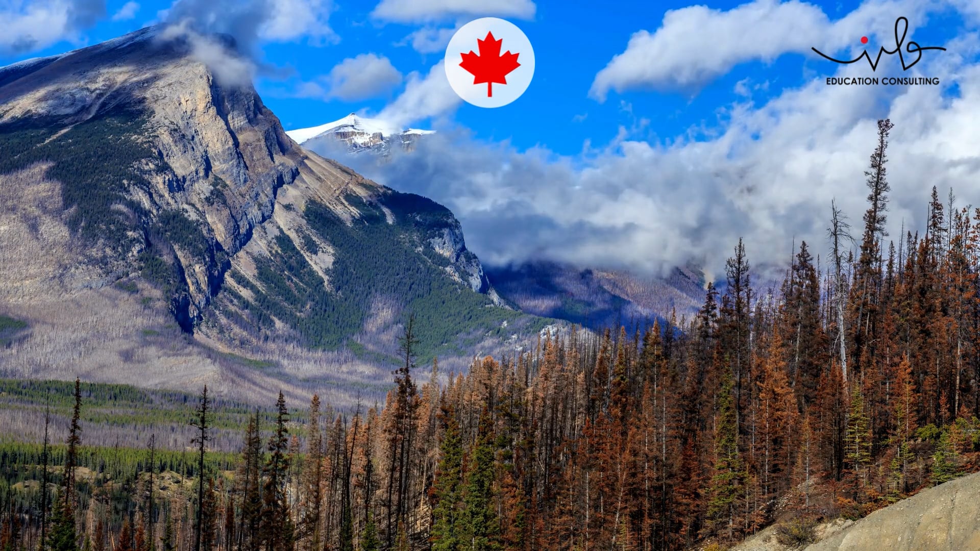 VB education consulting