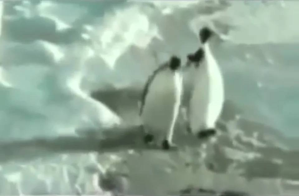 Penguin slaps Carl Corporations who fell down in the water on Vimeo