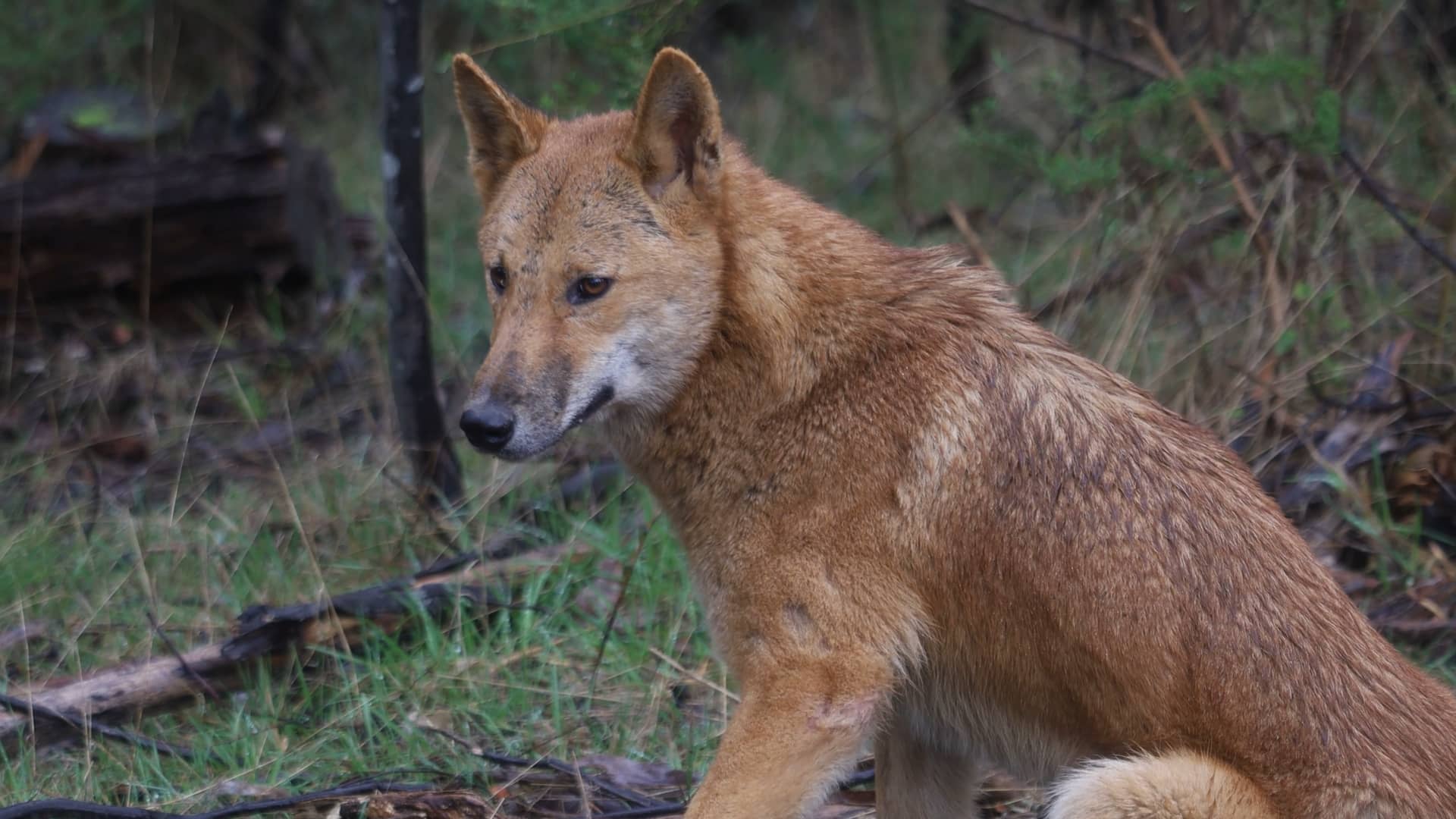 Trapped dingo #5 on Vimeo