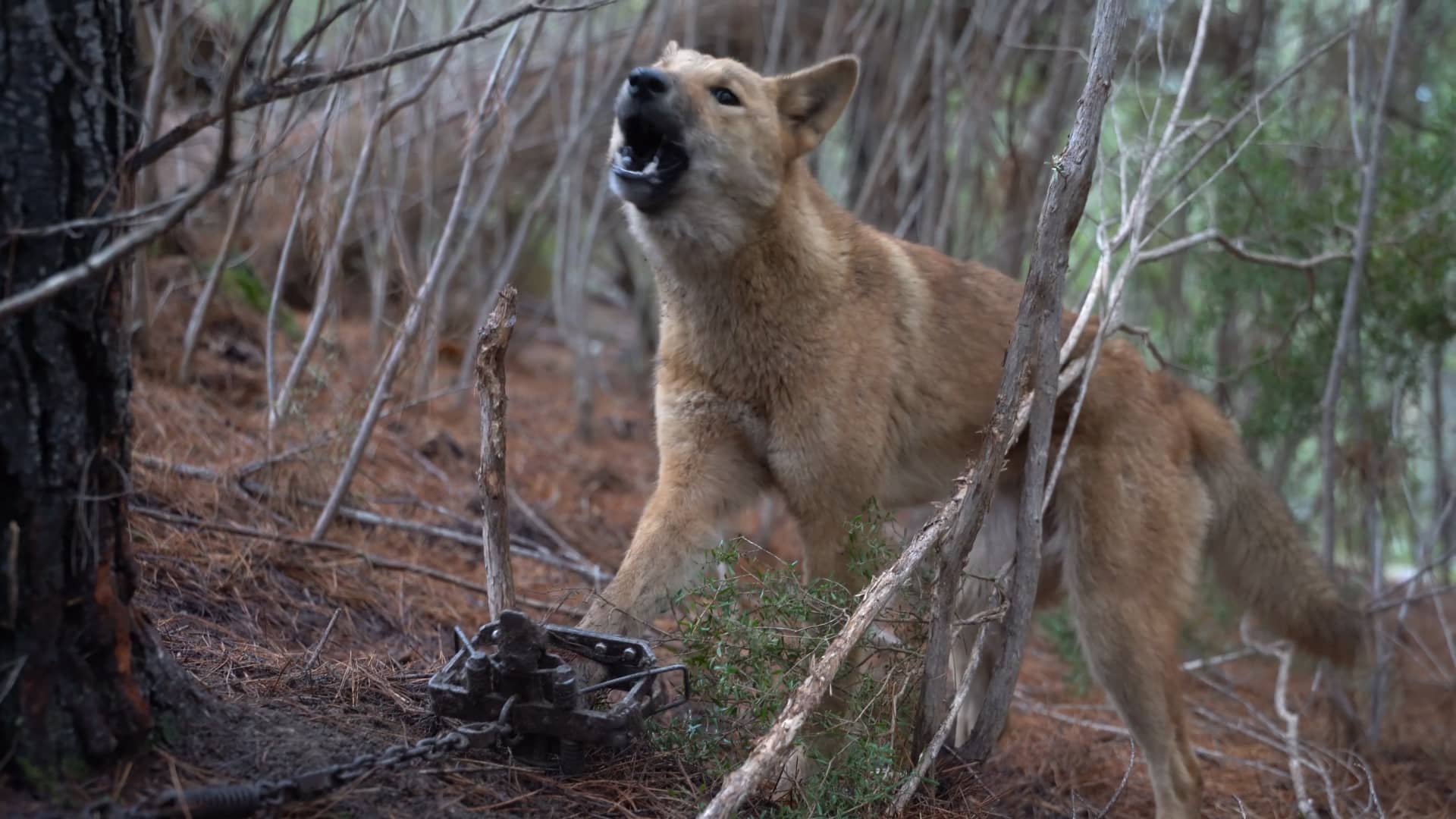 Trapped dingo #4 on Vimeo