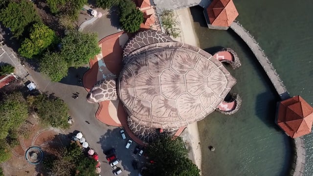 Turtle Building Coast - Free video on Pixabay