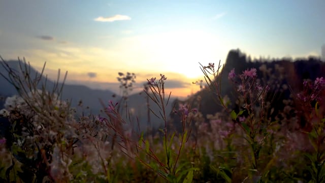 flowers on Vimeo