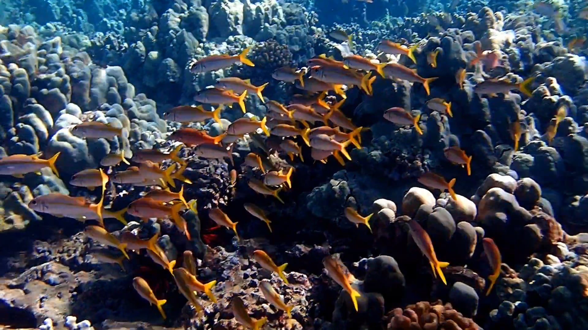 Hawaiian Reef Fish