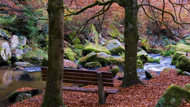 Fall, Forest, Bank. Free Stock Video - Pixabay