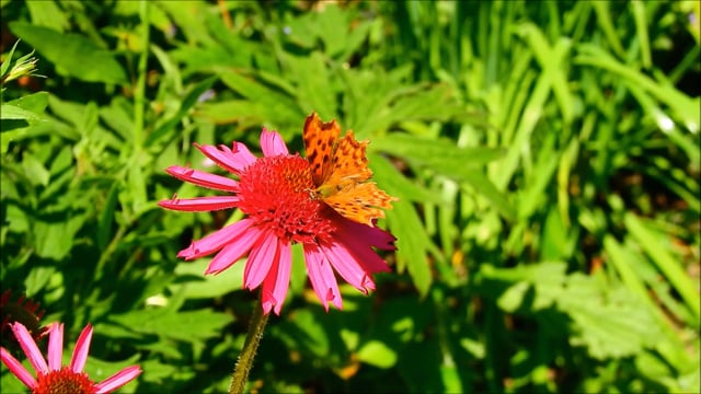 Cone Flower Butterfly Bee - Free video on Pixabay