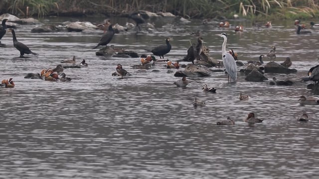 Various Water Birds, The River In The Morning, Ducks. Free Stock Video ...