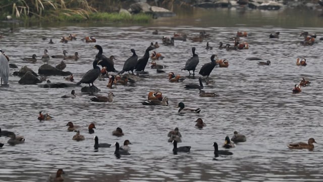 Various Water Birds The River In - Free video on Pixabay