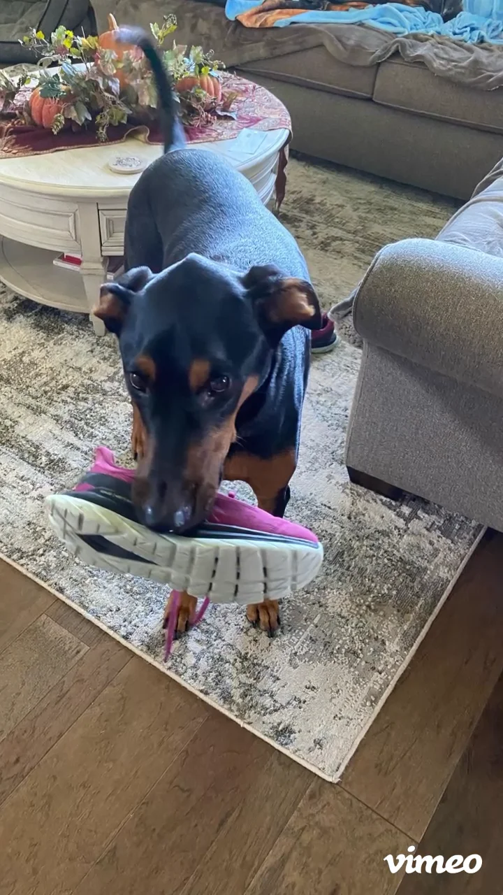 Duke the Doberman on Vimeo