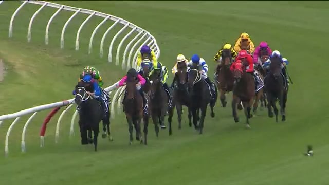 Pierro - Stallion | Breednet