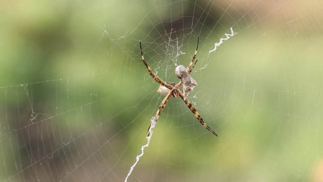 Spider Silver Predator - Free video on Pixabay