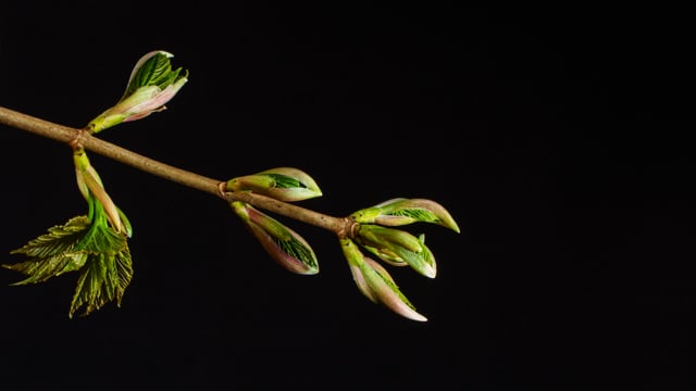Ahornblatt Austreiben Trieb - Free video on Pixabay - Pixabay