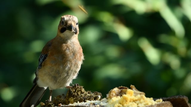 Bird Jay Natural - Free video on Pixabay